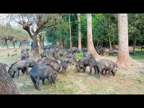 my new record wild hog catch - Huge load of hogs (Episode 14) - YouTube