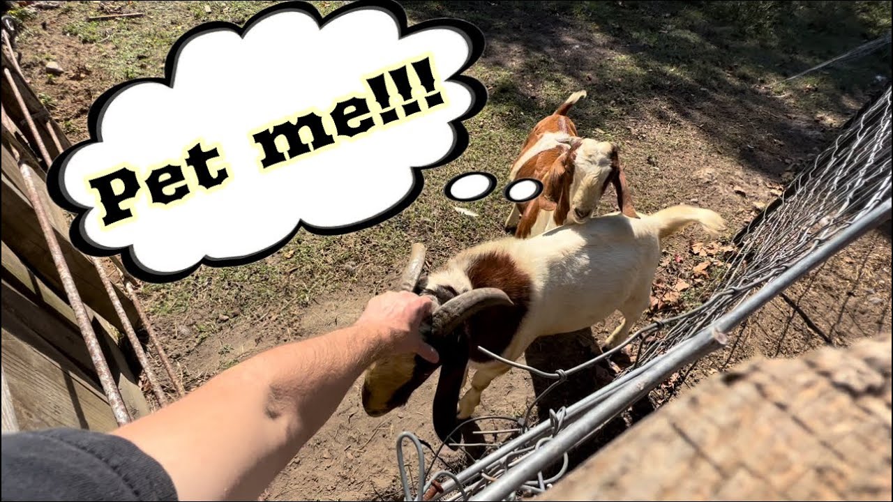 Sad goat asks for pets! #flipflopfarmer - YouTube