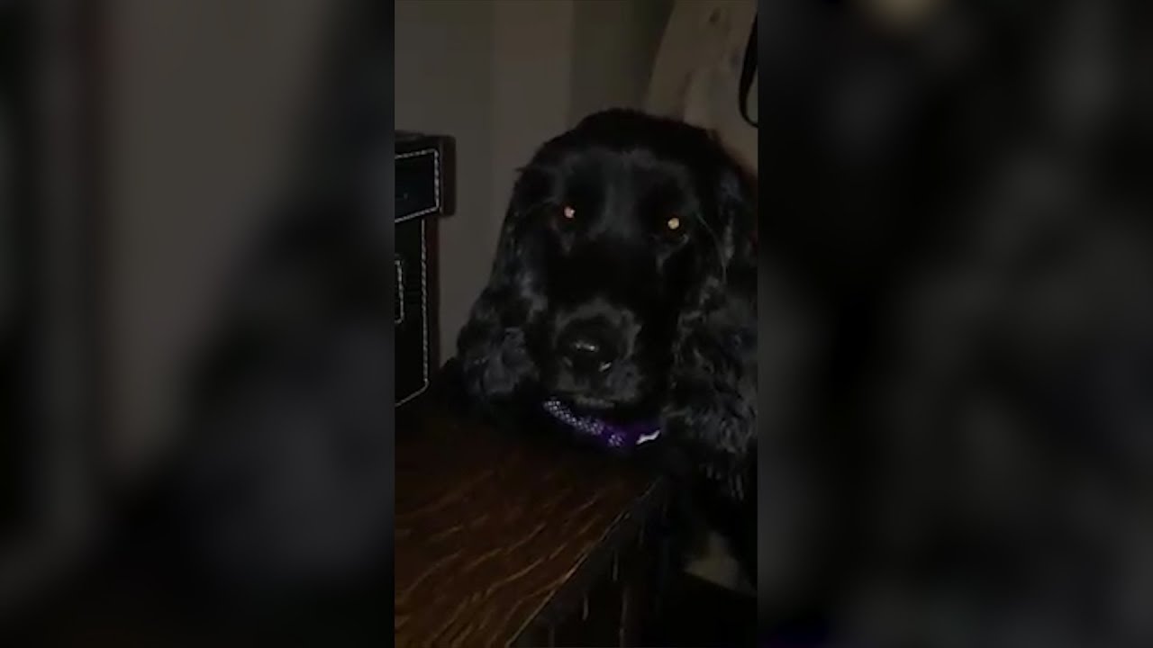 Watch This Terrified Dog Freak Out Over a Spider - YouTube