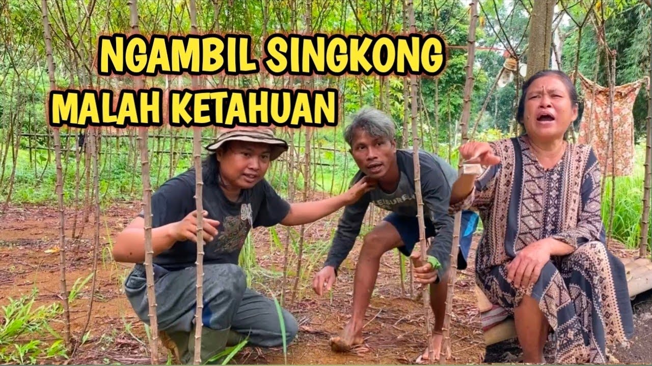 NGAMBIL SINGKONG DI KEBUN WA ENTUR - YouTube