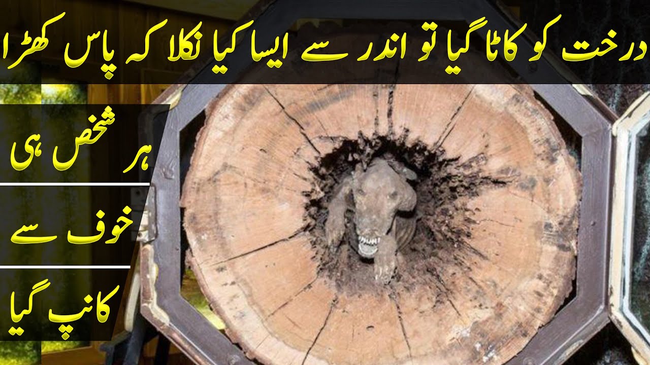 These Tree Cutters Found an Animal Stuck inside a tree - YouTube