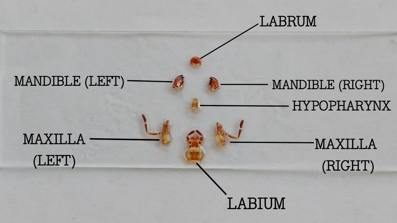 MOUTH PARTS OF COCKROACH (Periplaneta sp.) - YouTube