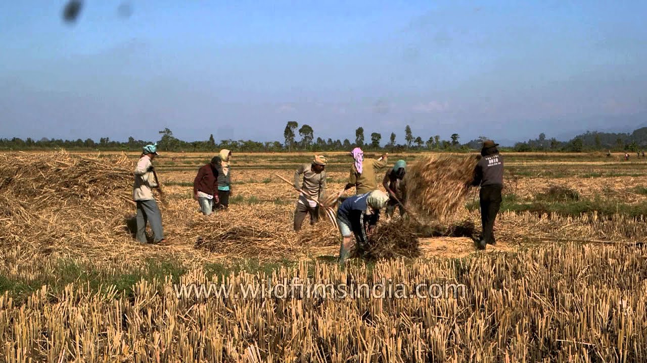 Farming and crop threshing at Leimaram village, Manipur - YouTube
