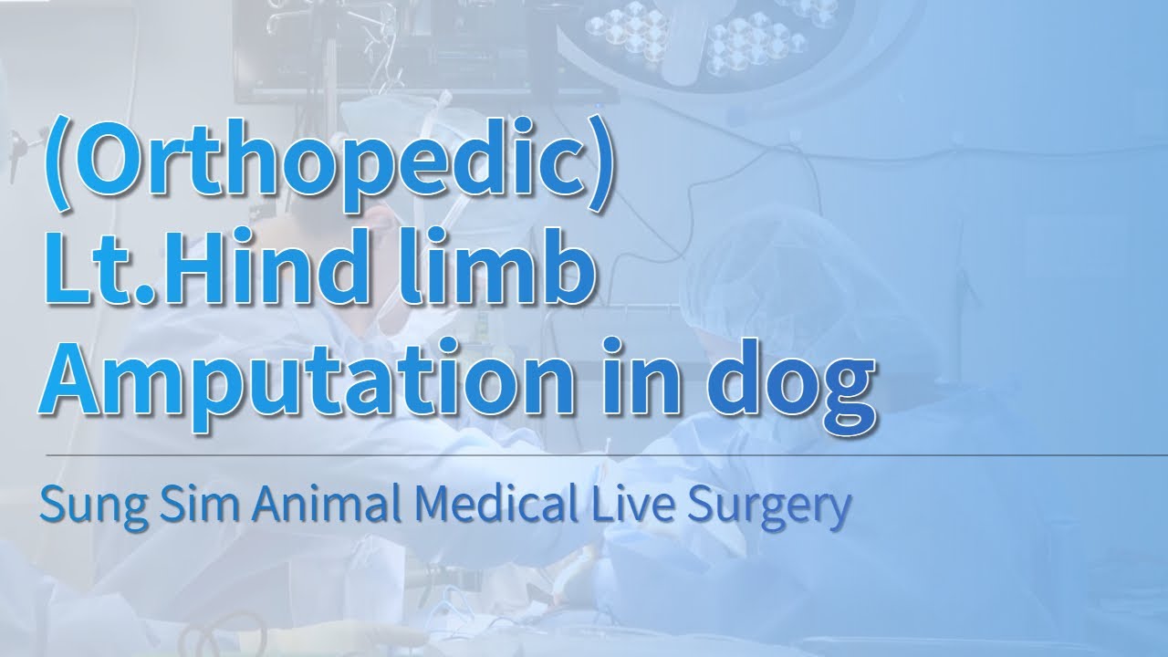 [Warning] (Orthopedic) Lt.Hind limb Amputation in dog Sung Sim Animal ...