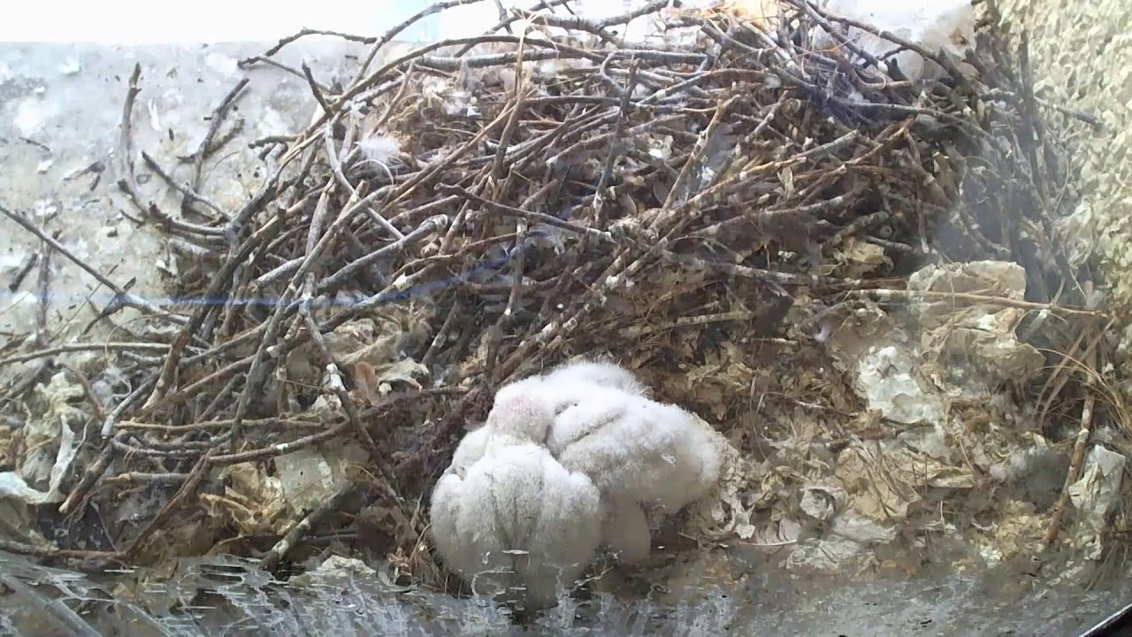 NOCCCD Anaheim Campus Falcon Watch - YouTube