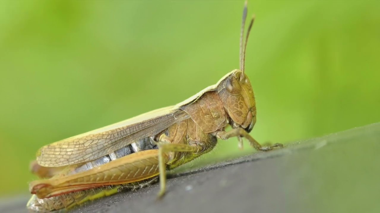 Locust Sounds: SOUND EFFECT - YouTube