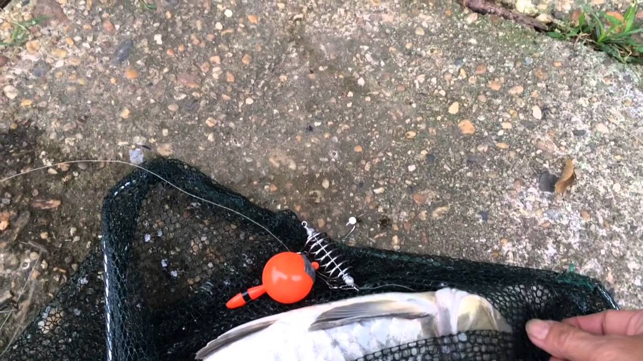 How to make Carp Bait(162)-Carp bite constant-Mồi Thích hợp Cá Chép cắn ...