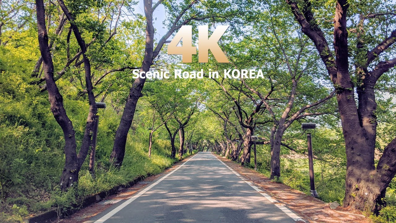 Scenic Road in KOREA : Hwagae-ro, Hadong County (하동 십리벚꽃길) - YouTube