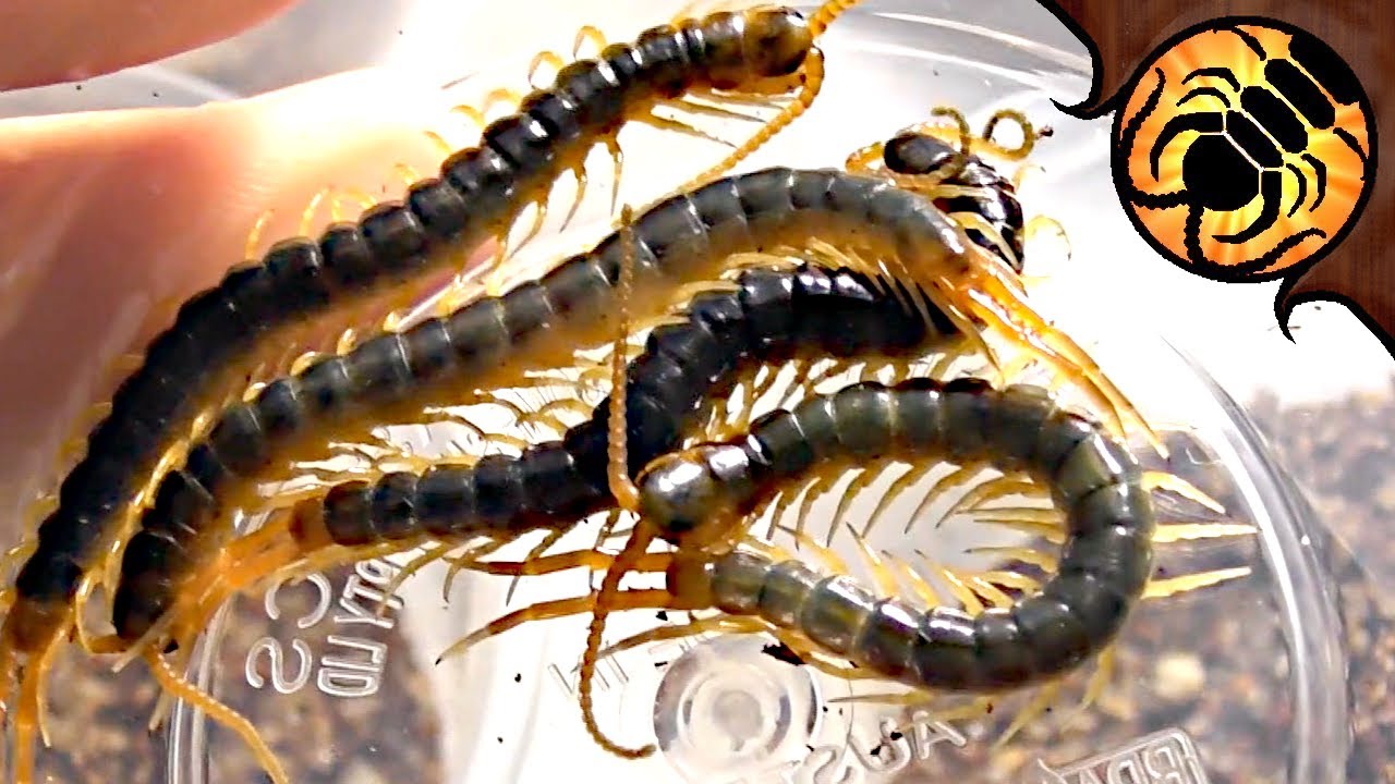 Separating thirty baby centipedes into their own enclosures! - YouTube