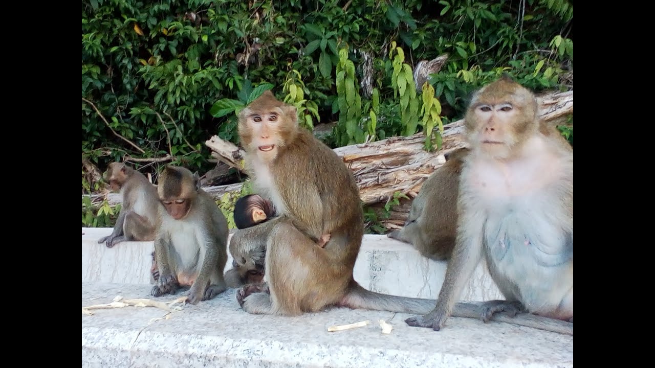 cute baby mokey hungry to drink milk and hungry to eat food some thnig ...