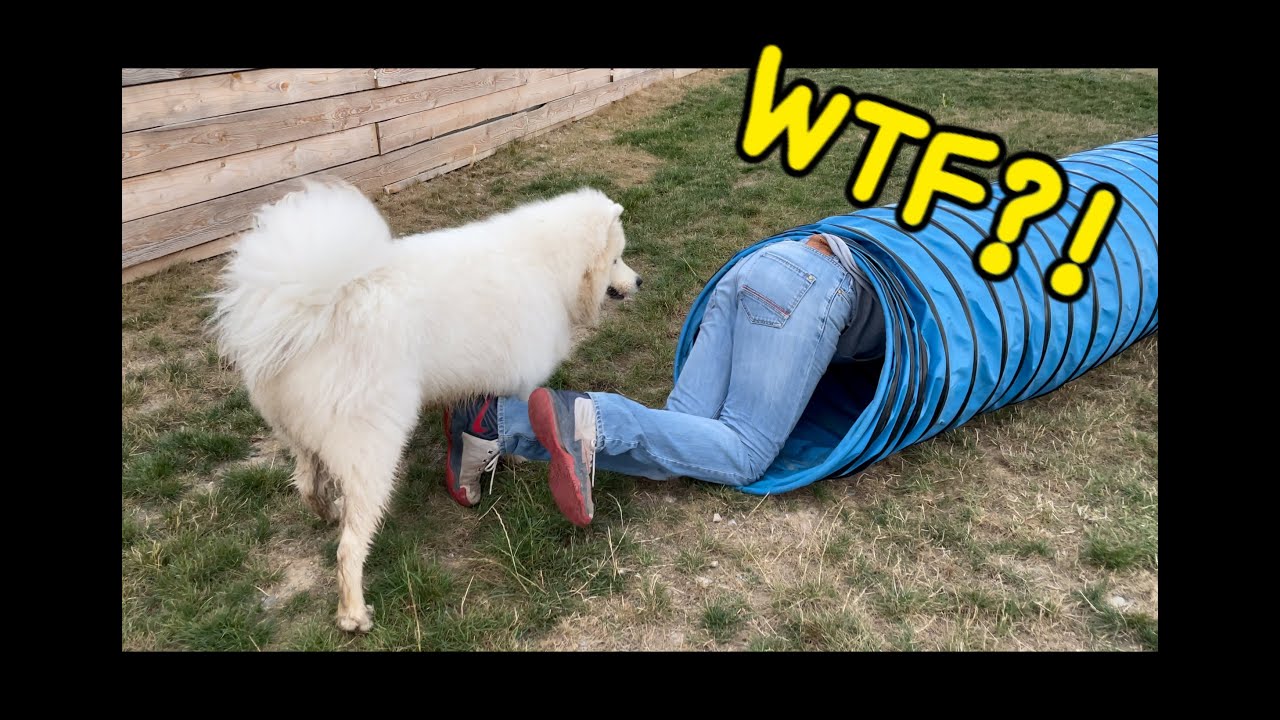 Who's FASTER challenge: HUMAN vs DOG (fail) - YouTube
