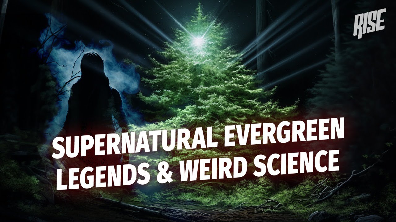 Do Christmas Trees Have Healing Powers? Supernatural Evergreen Legends ...