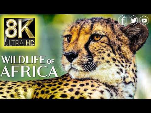 Wildlife of Africa in 8K ULTRA HD / 8K TV • Nature Sounds Relaxing Music with Birds Chirping
