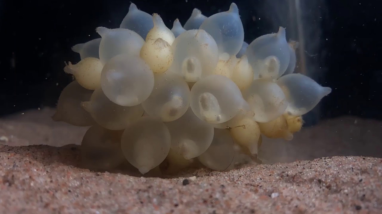 Cuttlefish inside Eggs ...1 week later - YouTube