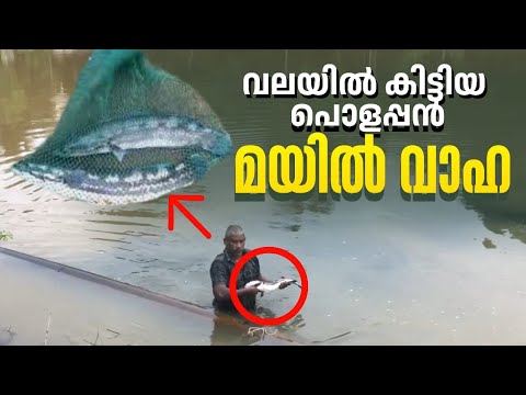 വലയിൽ കിട്ടിയ പൊള്ളപ്പൻ മയിൽ വാഹ /vishi pidicha mayil vaaha #fishing # ...