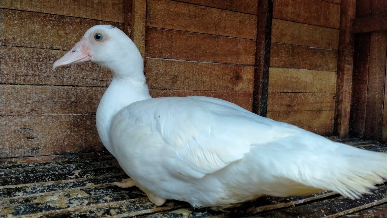 Cara Merawat Anak Entog - YouTube