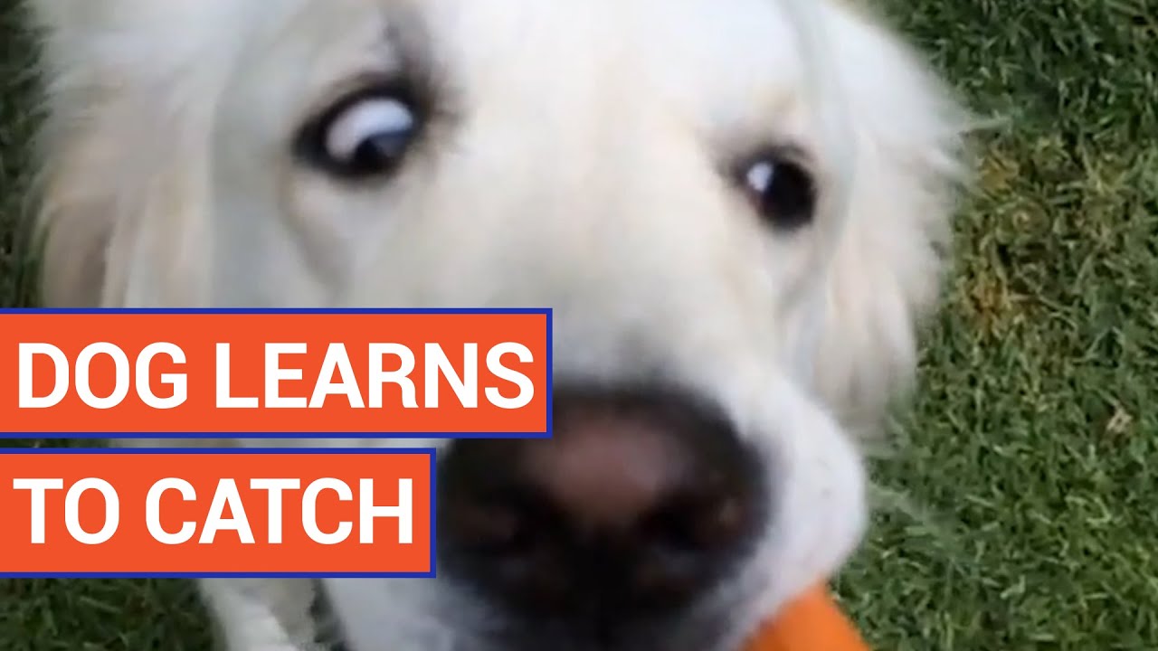 Determined Dog | Daily Heart Beat - YouTube