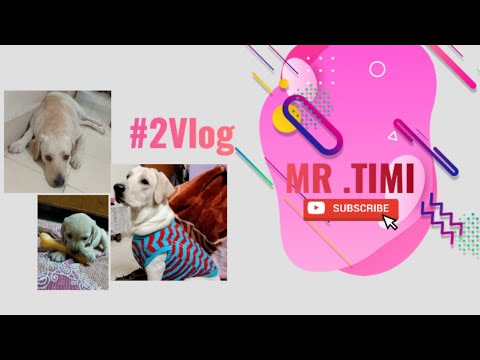 The Must-Watch Vlog of Mr.Timi: A Viral Video for Dog Lovers - YouTube