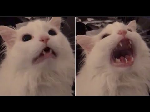 Everyone screams then disappears (Memes Compilation) - YouTube