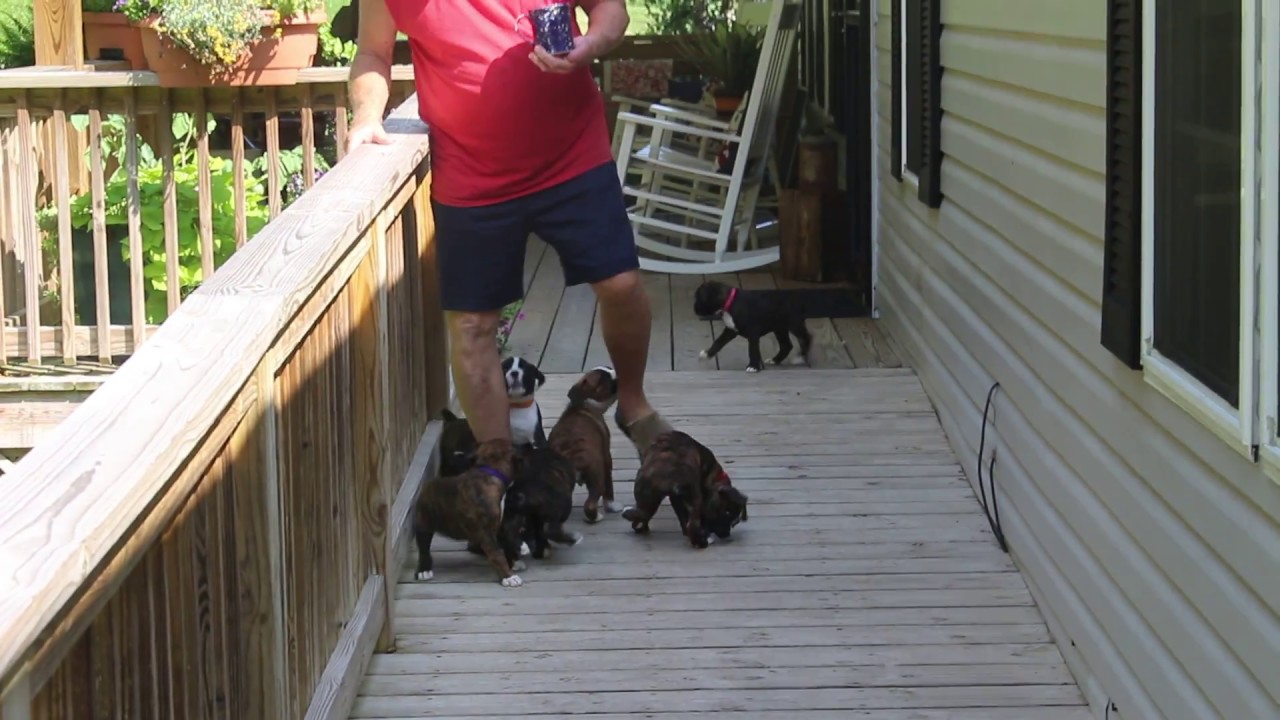 Puppies show Daddy the Love - YouTube