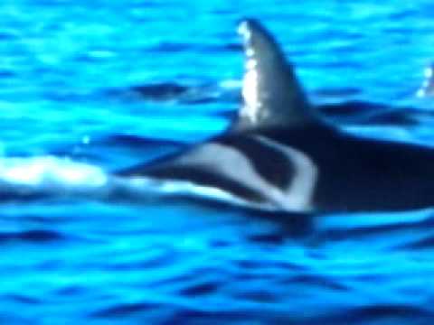 Magic Orcas. - YouTube
