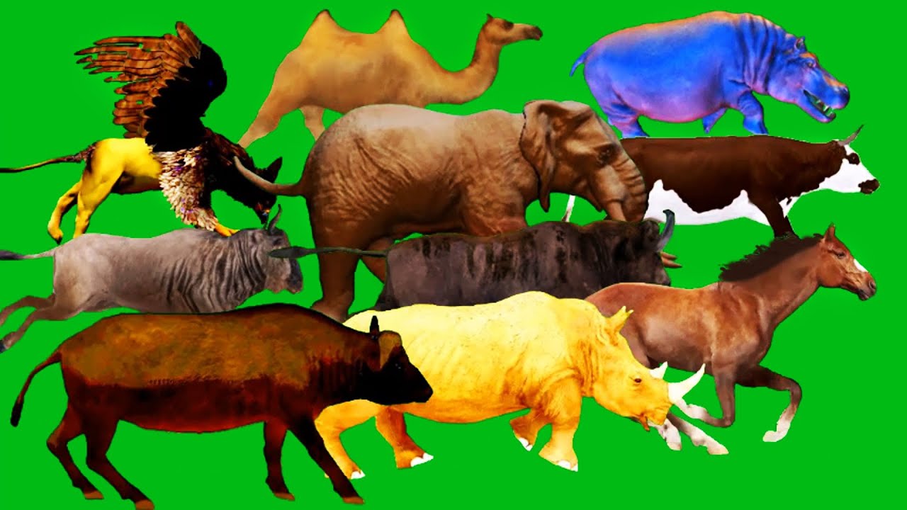 Wildlife Green Screen Animals Stampede Running Green Screen Blue Screen ...