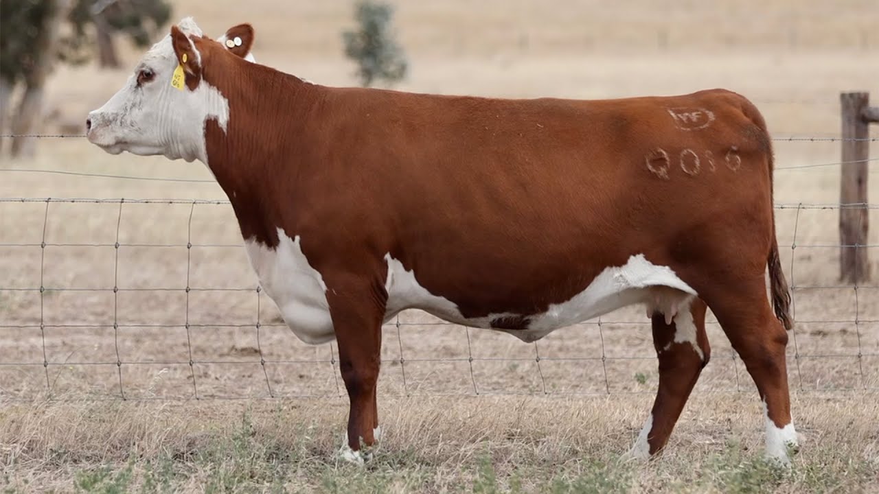 Lot 61 DAYQ016 Days Whiteface Mature Cow Dispersal 2025 - YouTube