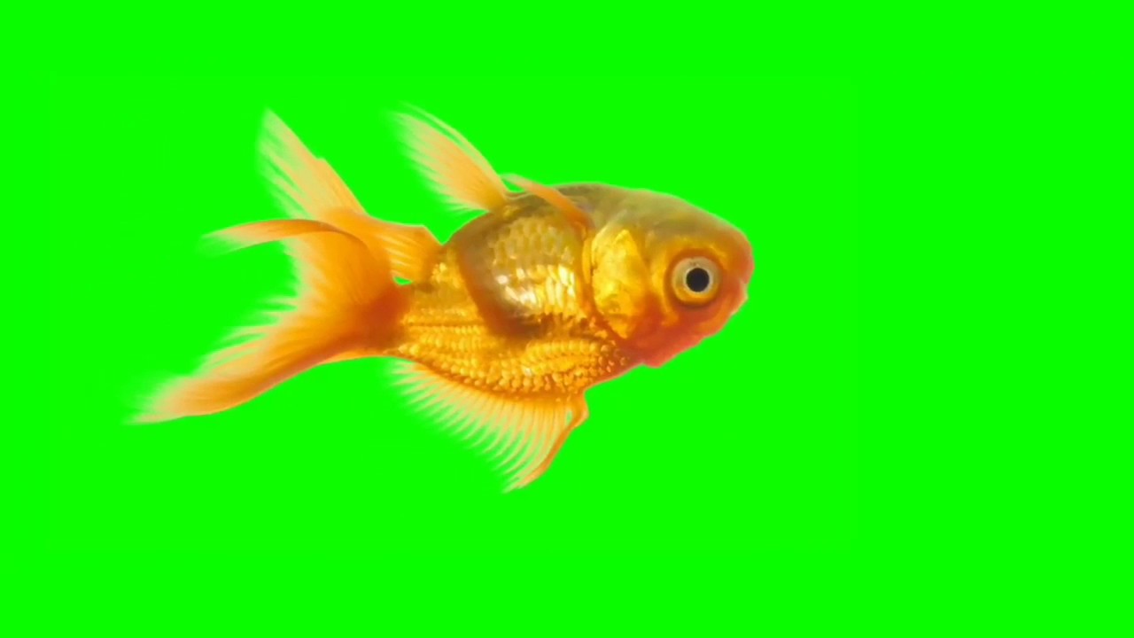 Green screen fish video no copyright free to use - YouTube
