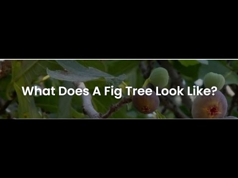 What Does A Fig Tree Look Like - YouTube