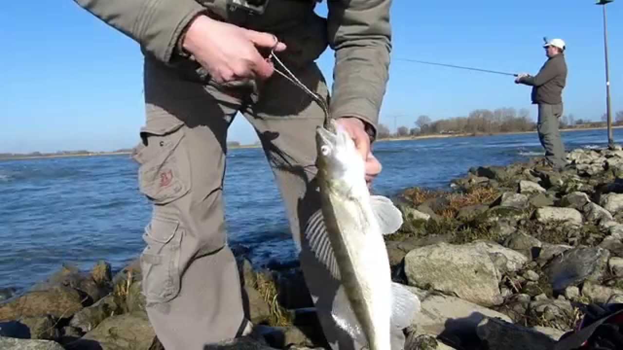 Angeln mit dem Kickback Rig auf Zander, ohne "Kick-Back-Effekt". - YouTube