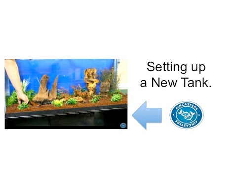 How to Set Up Your New Freshwater Aquarium | Episode 17: - YouTube