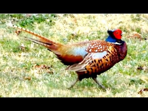 Common Pheasant making quick repeated sounds while taking a walk in our ...