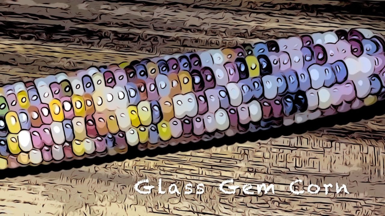 Glass Gem Corn - which kernels produce most colorful corn? - YouTube