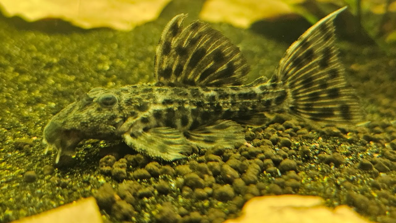 Giveaway Time!!! L160 spiny monster pleco 1,000 subscribers - YouTube