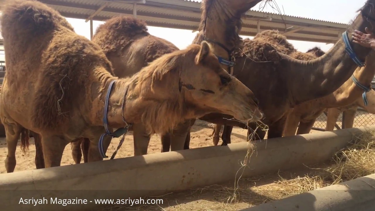 Fit Sister visits Camelicious farm and factory in Dubai - YouTube