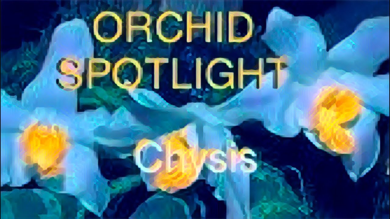 ORCHID SPOTLIGHT:CHYSIS ORCHIDS #orchids August 25, 2023 - YouTube