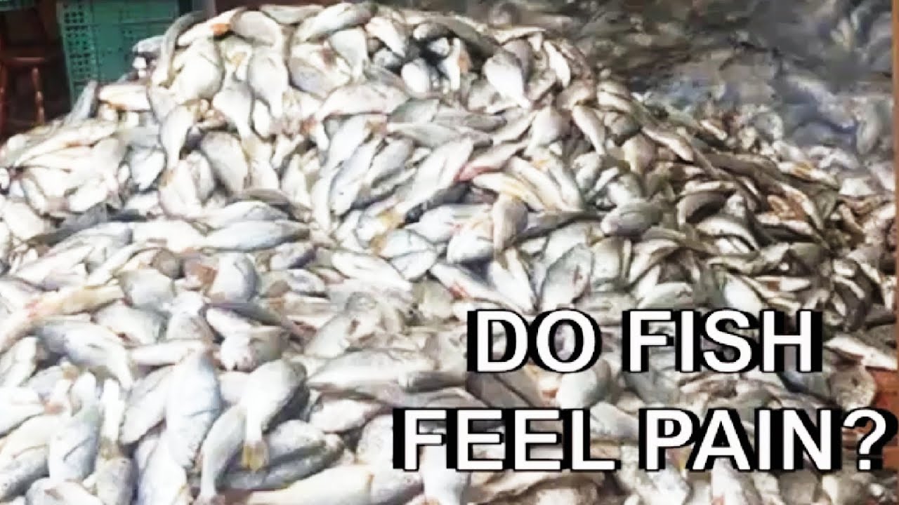 DO FISH FEEL PAIN? | How Fish is Made - YouTube