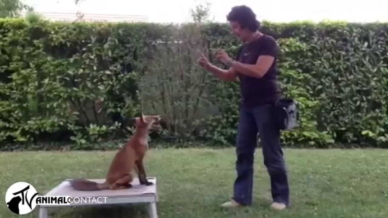 Animal Contact teaser - YouTube