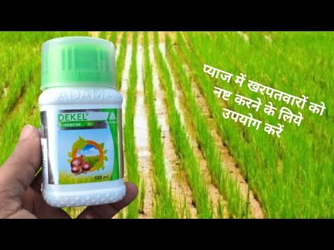 प्याज फसल में खरपतवारों का नियंत्रण !! छिड़काव की मात्रा को तरीका ...
