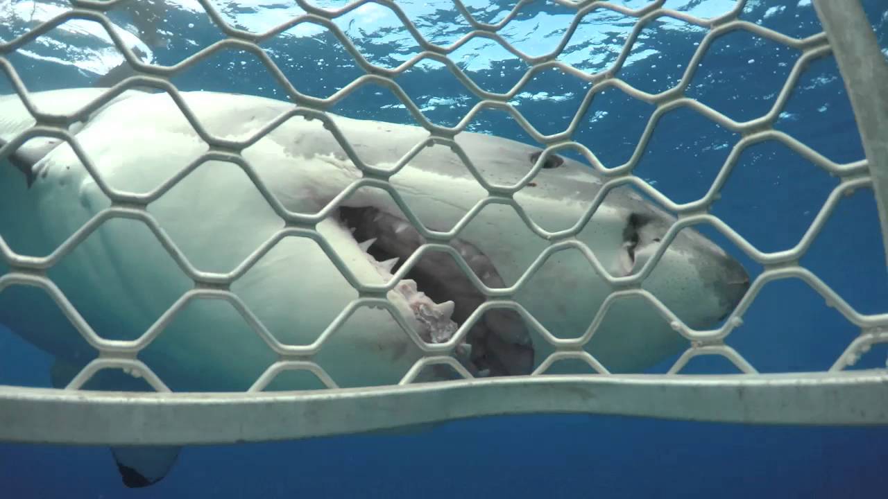 Worlds First underwater Periscope from inside a shark cage - YouTube
