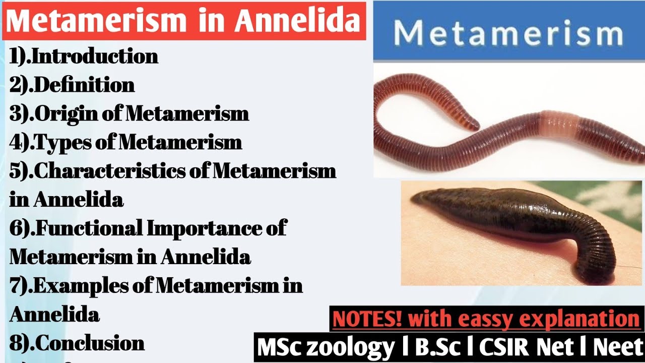 Metamerism in Annelida | Metamerism - YouTube