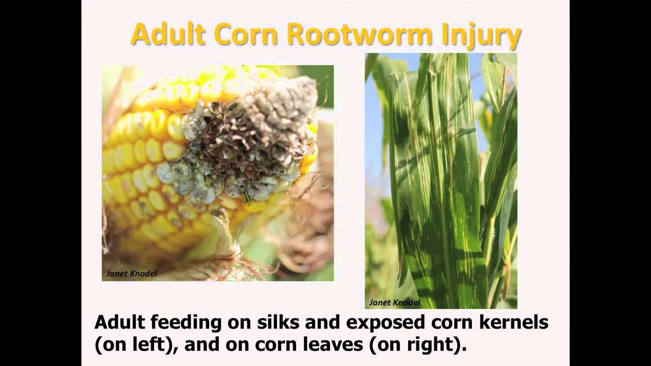 Scouting for Adult Corn Rootworm in Field Corn - YouTube