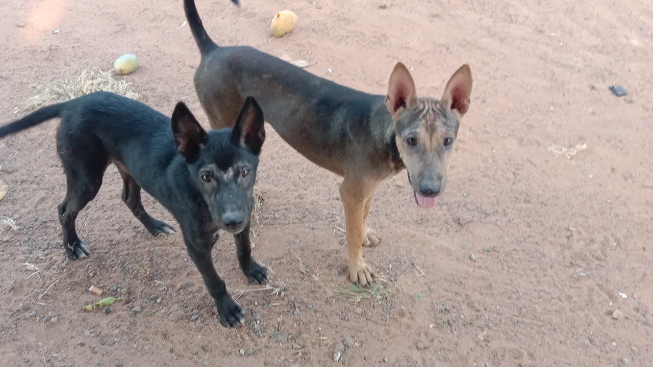 Cute Dogs, Dog Videos, Stray Dog, Funny Dogs, Funny Animal Videos, Dogs ...