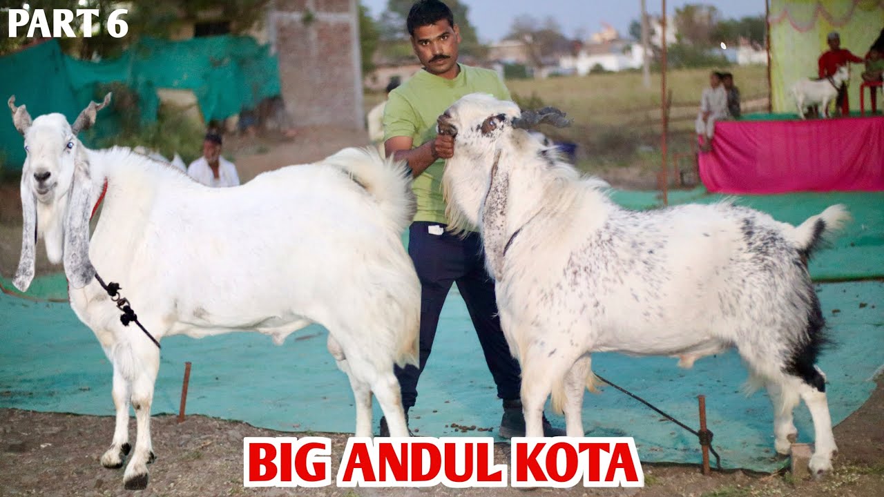 Big Andul Kota Goat Jay & Viru At Afsar Shah Goat Farm - YouTube