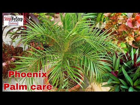 Phoenix Palm care and propagation//How to grow and care Date Palm - YouTube