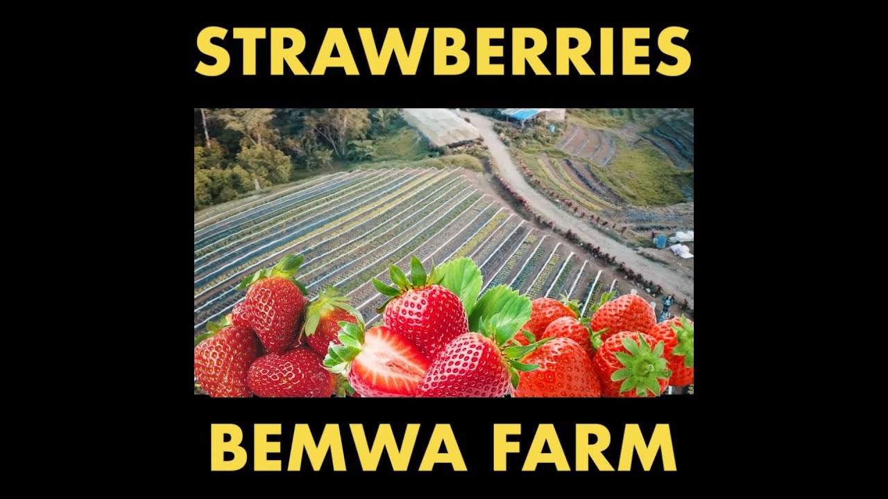 Strawberry Farm in Davao City - YouTube