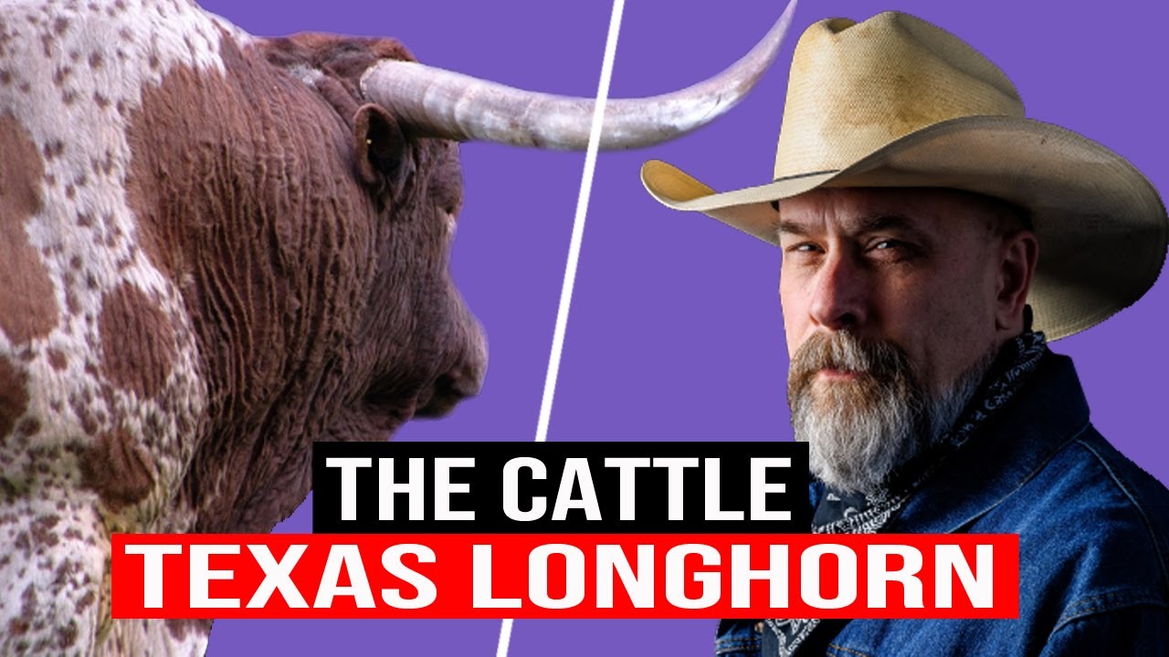 🔴 The Legacy Of The TEXAS LONGHORN: Beauty, Resilience, And Cultural ...
