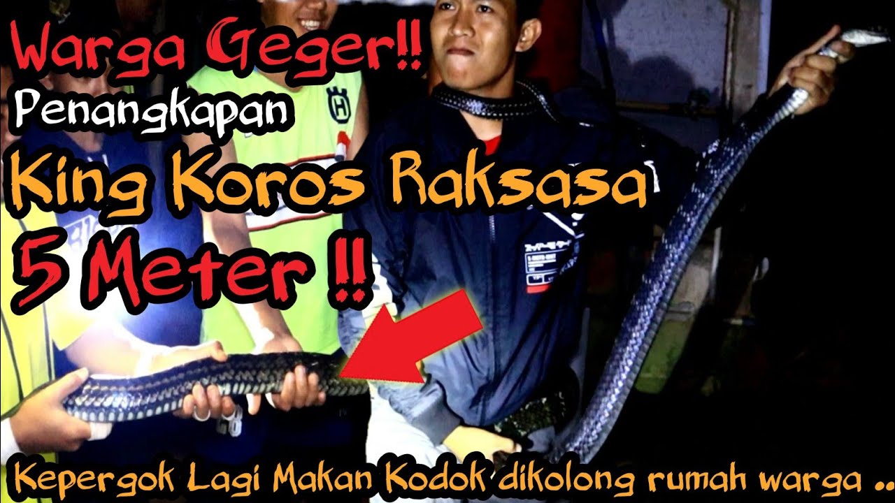 WARGA GEGER! RESCUE KING KOROS RAKSASA 5 METER DIBAWAH KOLONG RUMAH ...