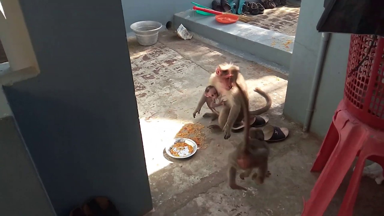 Funny Monkey's Gang - try to not laugh Domestic Discovery - YouTube