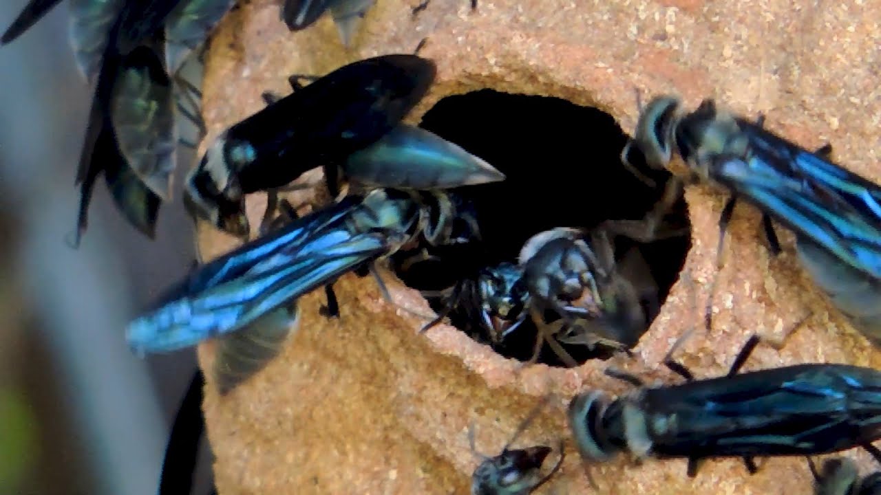 Cabatatu: O Fascinante Marimbondo-Tatu em Ação (Synoeca cyanea ...